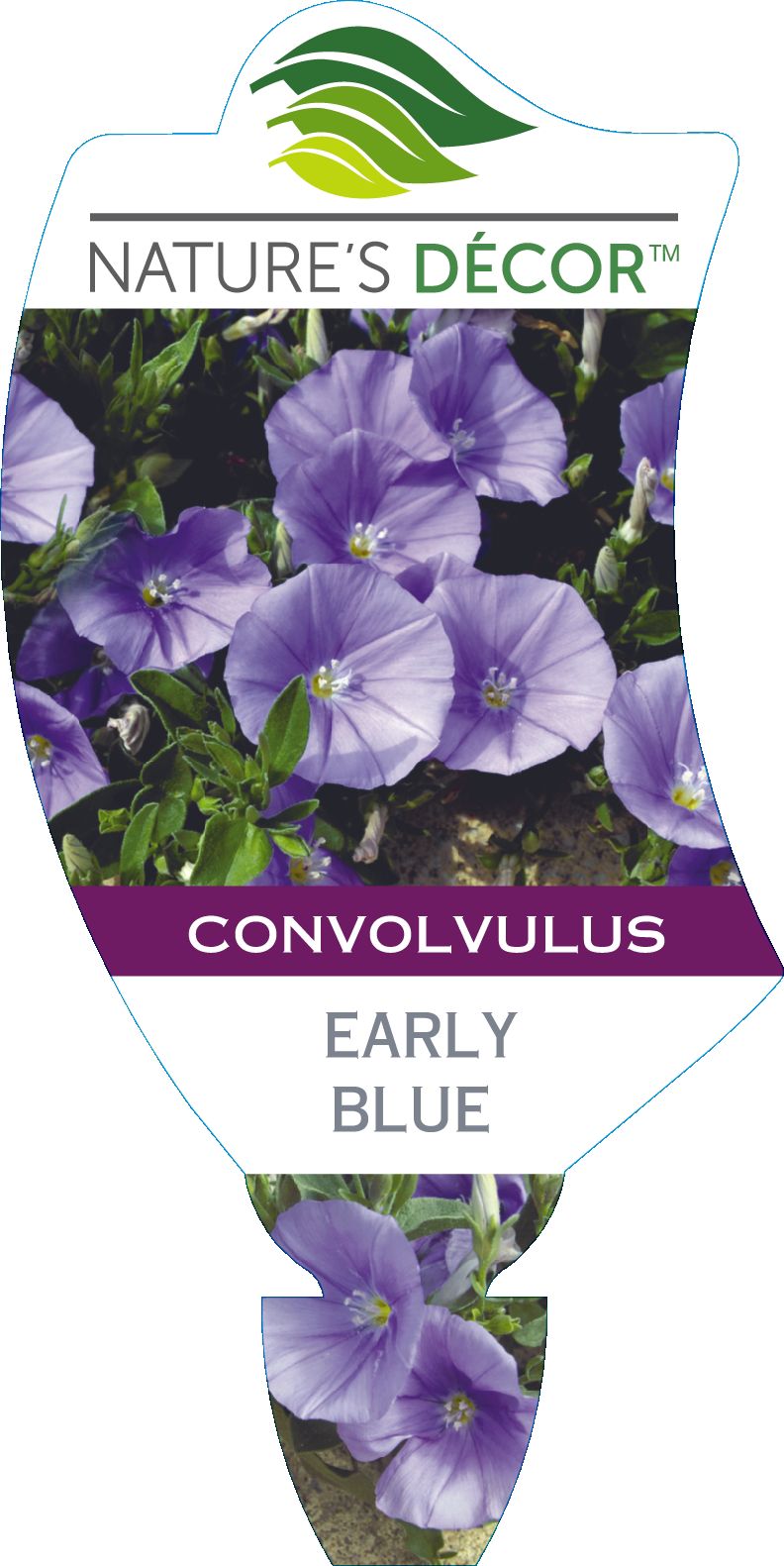 Convolvulus Early Blue - Ball