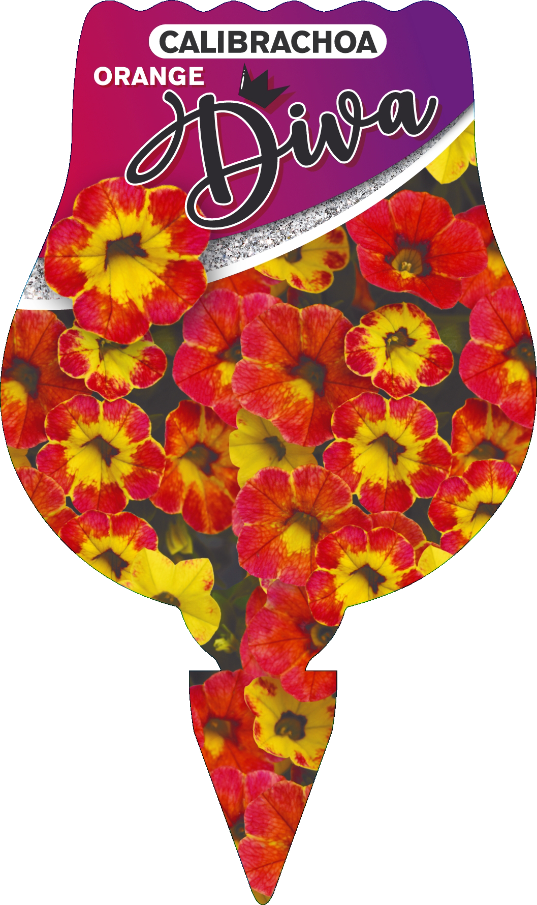 Calibrachoa Diva Orange - Ball