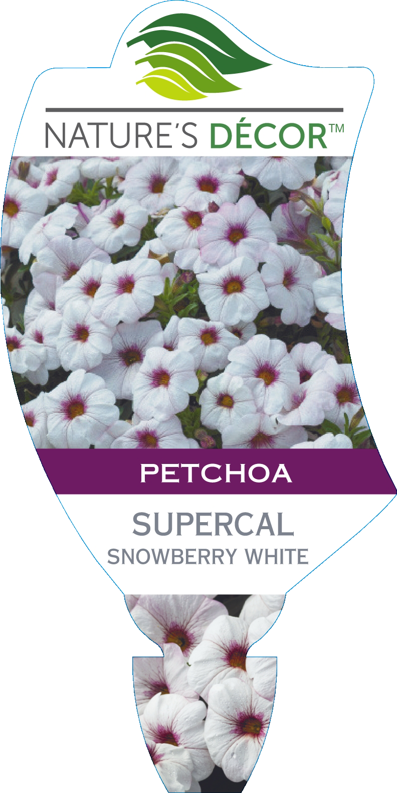 Petchoa Supercal Snowberry White - Ball
