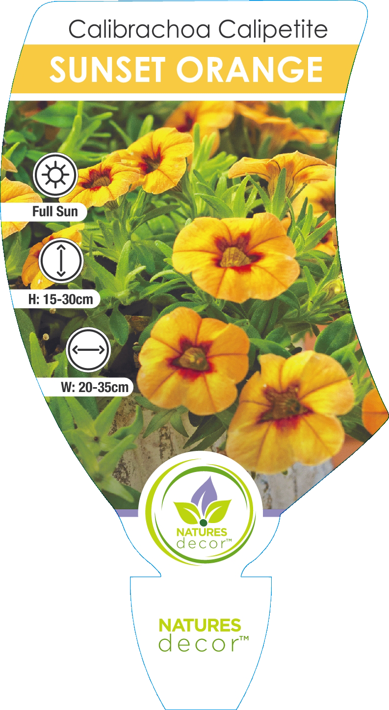 Calibrachoa Calipetite Sunset Orange - Ball