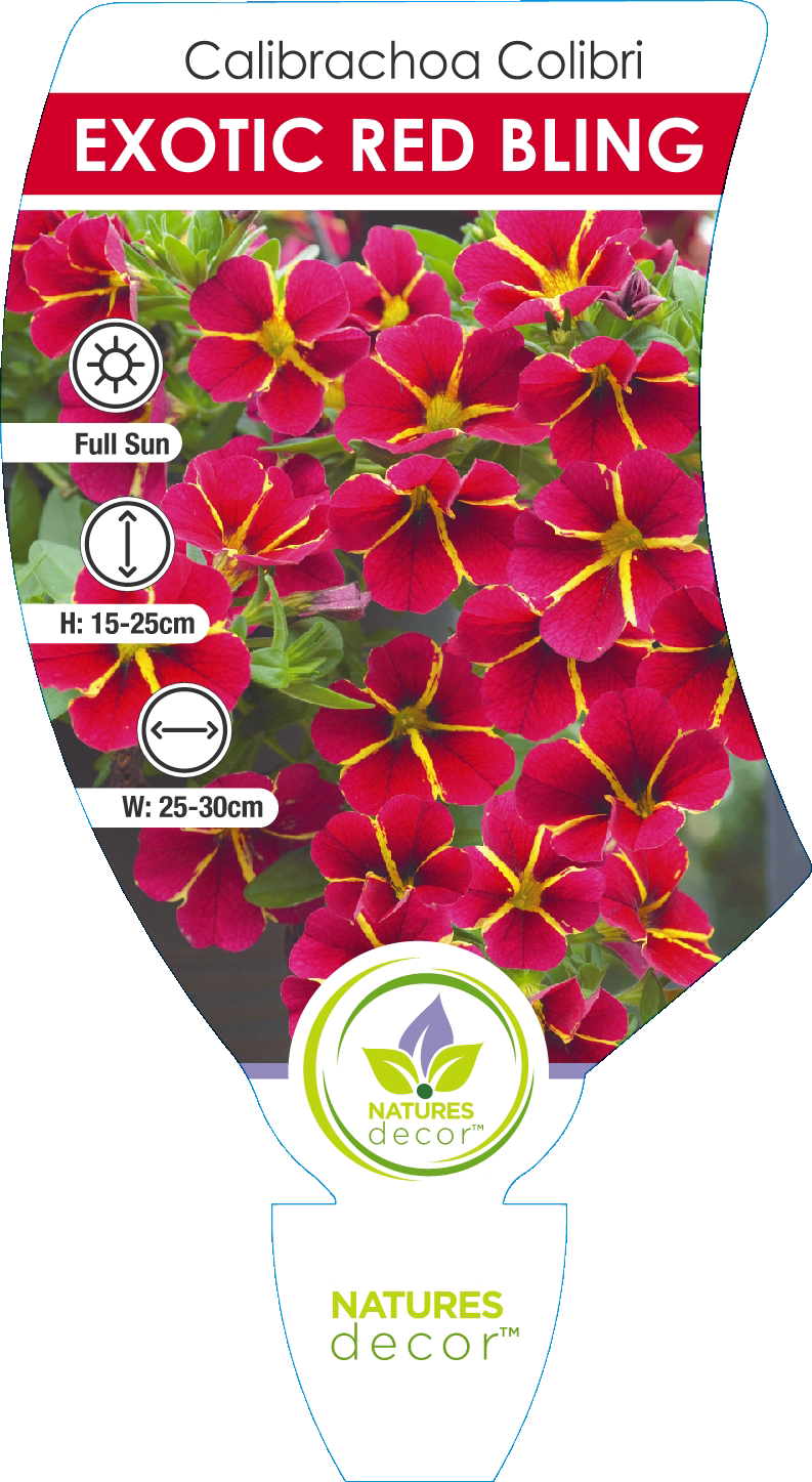 Calibrachoa Colibri Exotic Red Bling - Ball