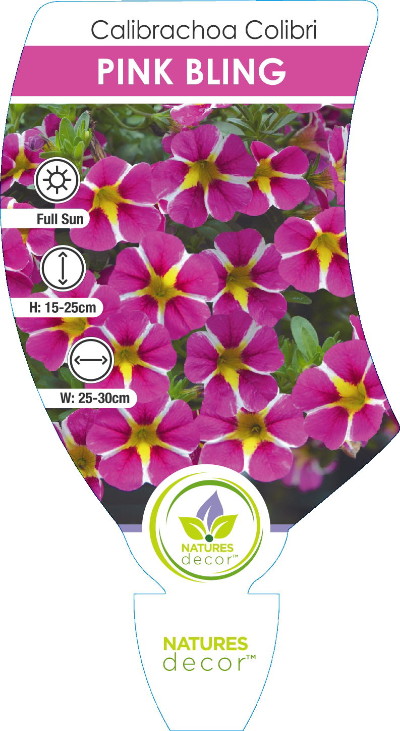 Calibrachoa Colibri Pink Bling - Ball