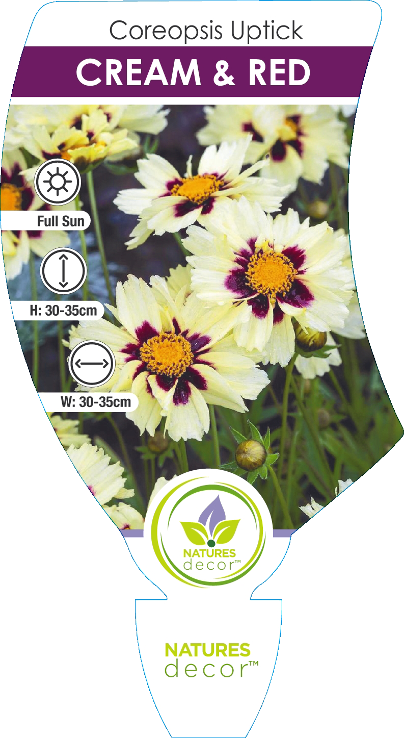 Coreopsis Uptick Cream & Red - Ball