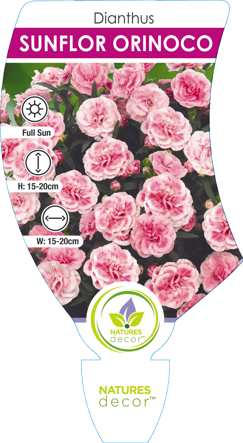 Dianthus Sunflor Orinoco - Ball