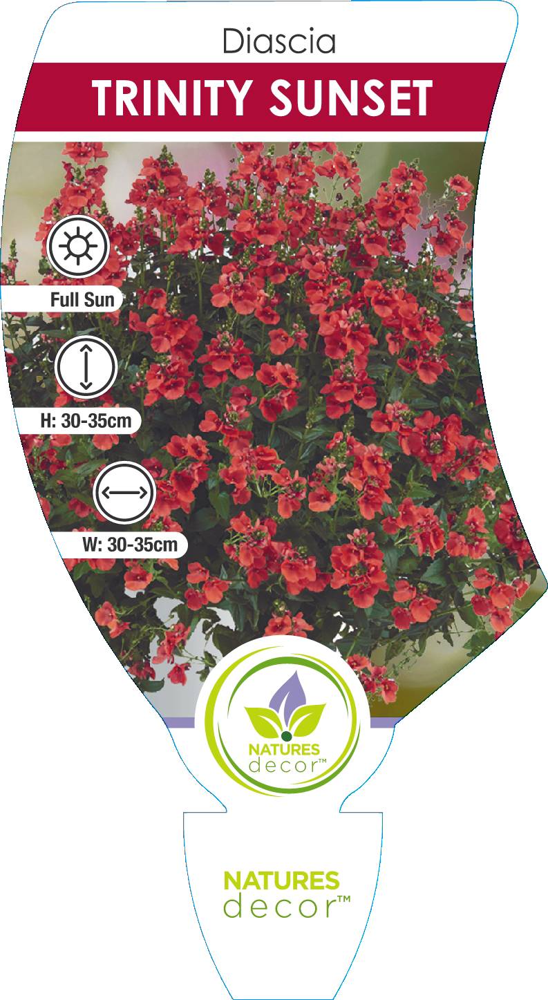 Diascia Trinity Sunset - Ball