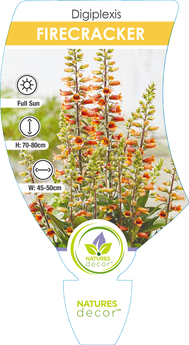 Digiplexis Firecracker - Ball