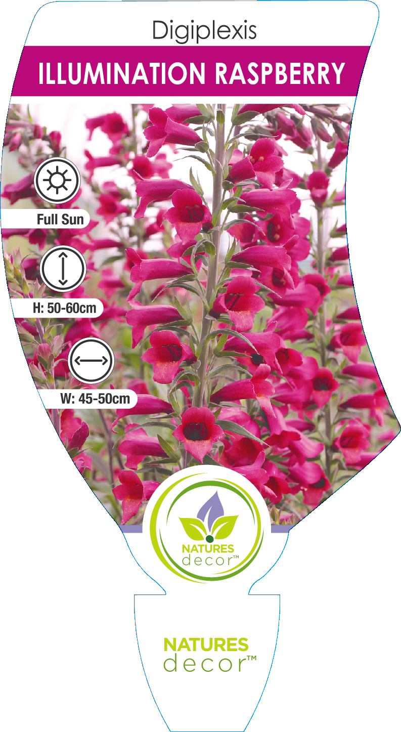 Digiplexis Illumination Raspberry - Ball