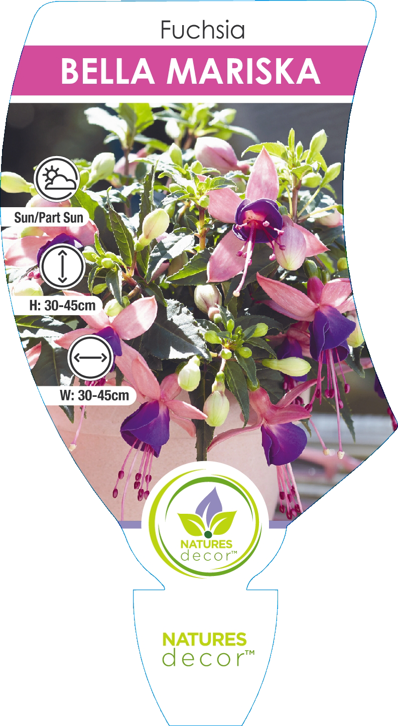 Fuchsia Bella Mariska - Ball