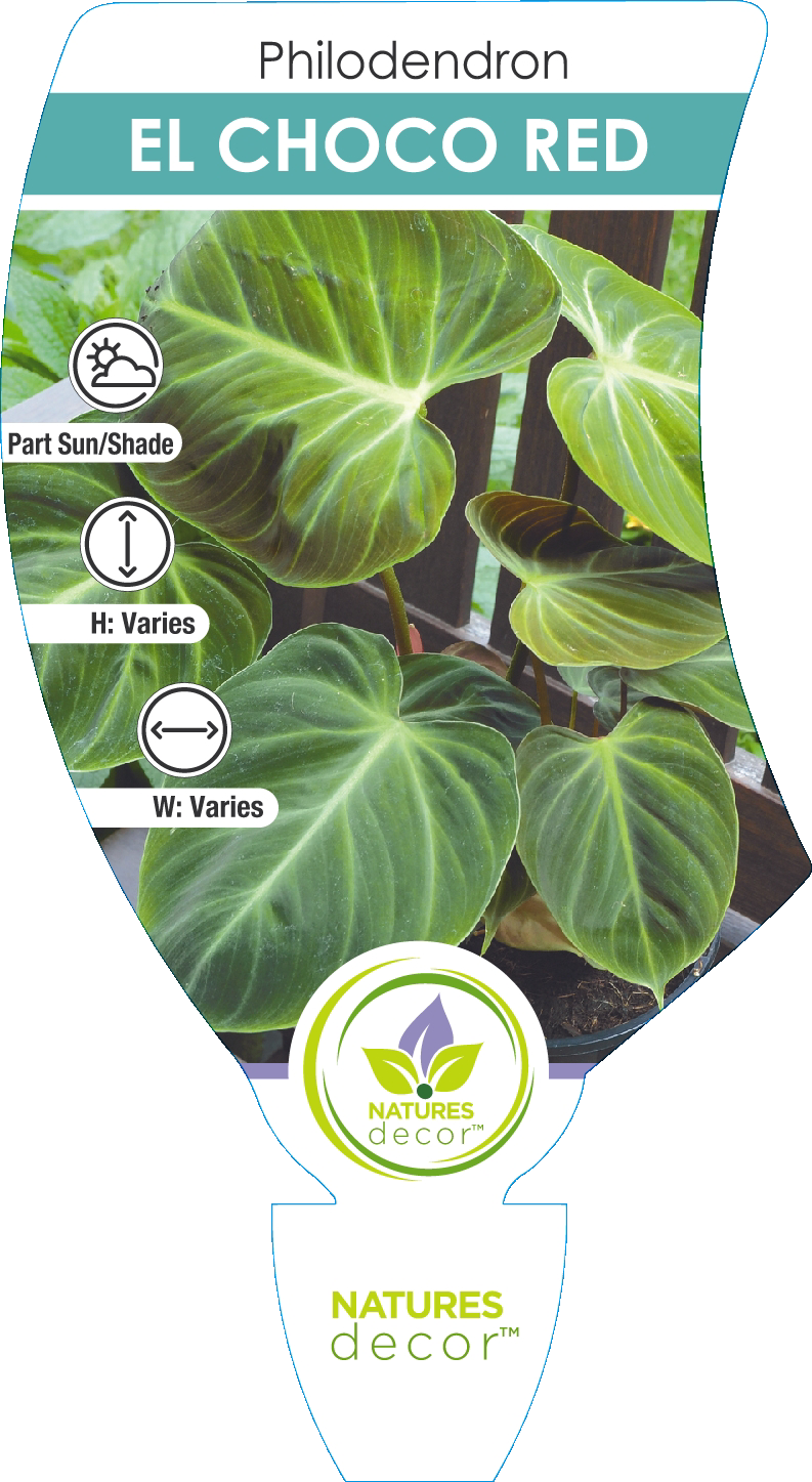 Philodendron El Choco Red - Ball