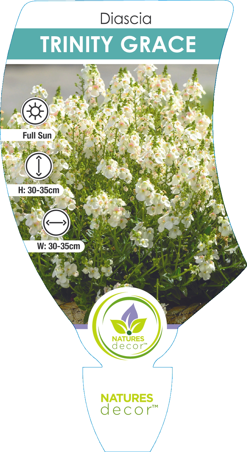 Diascia Trinity Grace - Ball